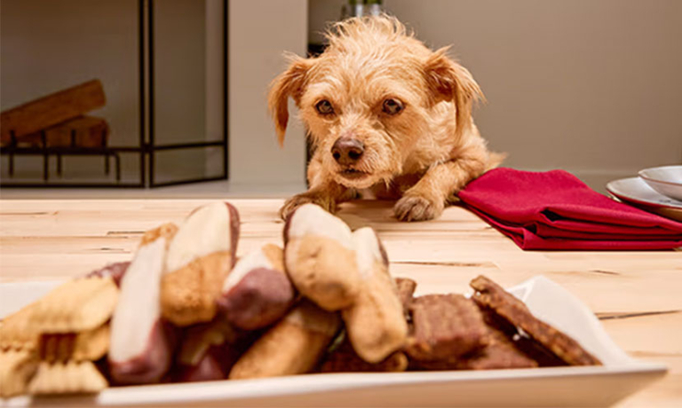 Score FREE Blue Buffalo Samples at Petco! - ScoredIt